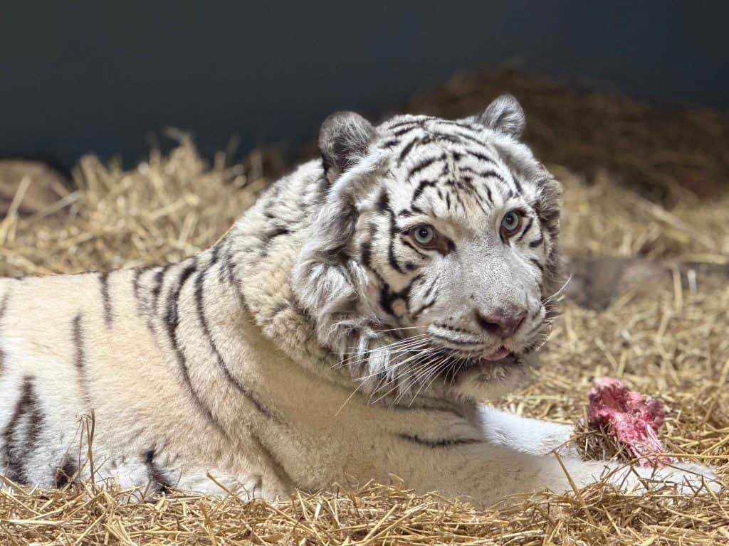 From War Zones to Safe Haven: How Two Wild Cats Rescued in Ukraine ...