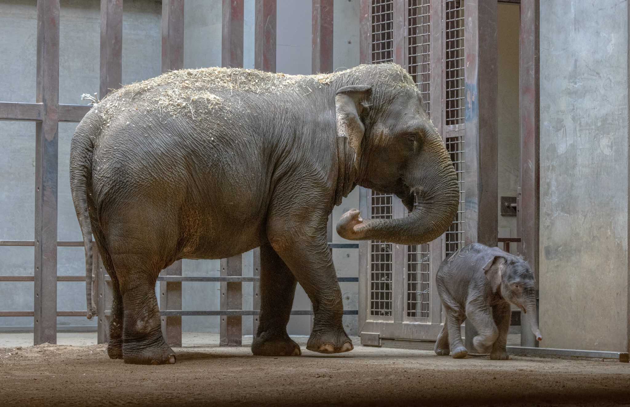 Linh Mai, the National Zoo's First Elephant Calf in 25 Years, Debuts on ...