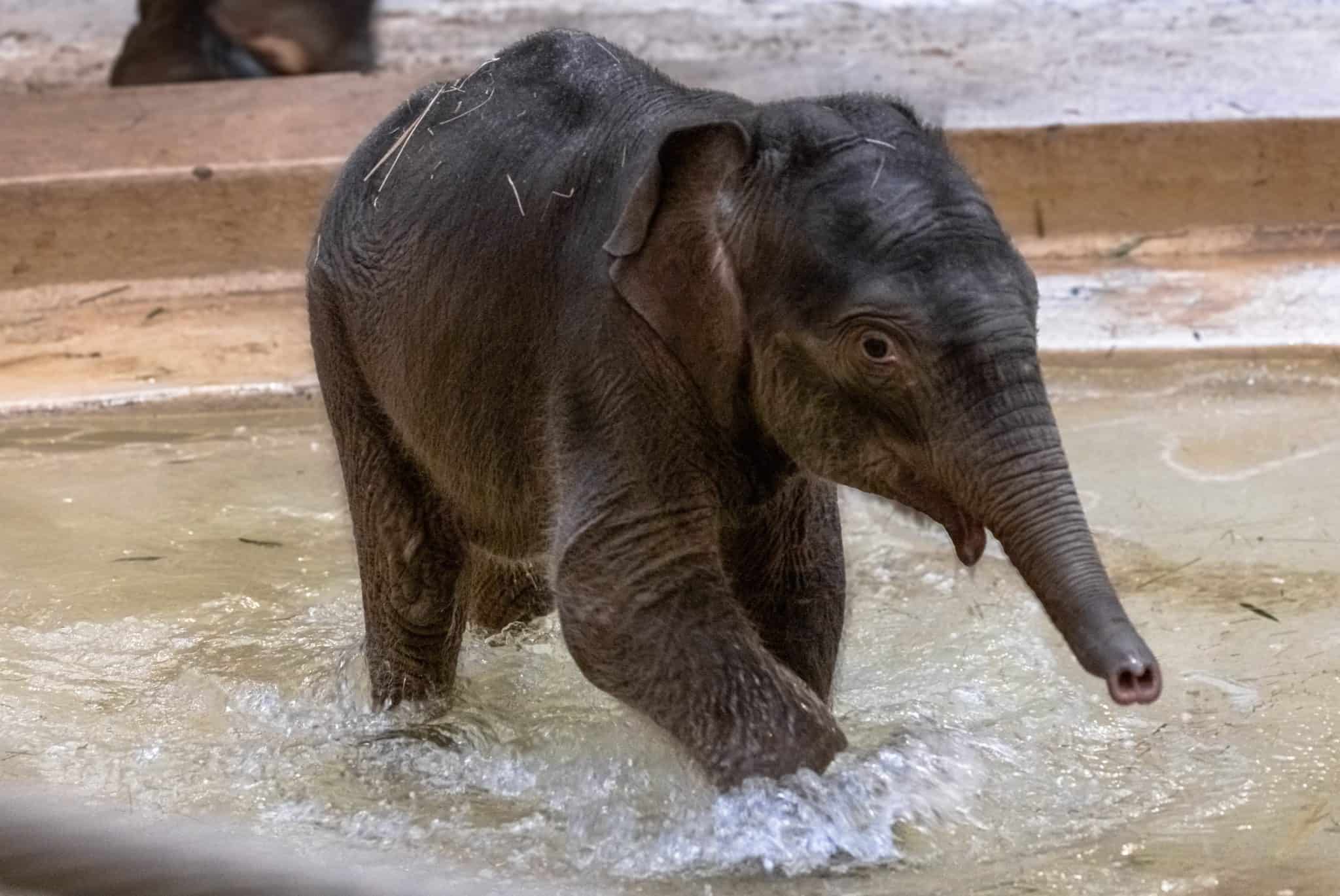 Do Elephants Really Eat Peanuts? - A-Z Animals