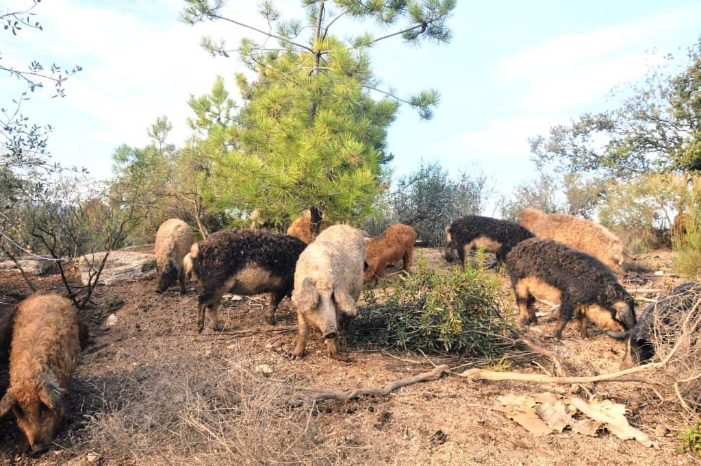 The Mangalitsa Comeback Story, From Near-Extinction to Trendy Menus - A ...