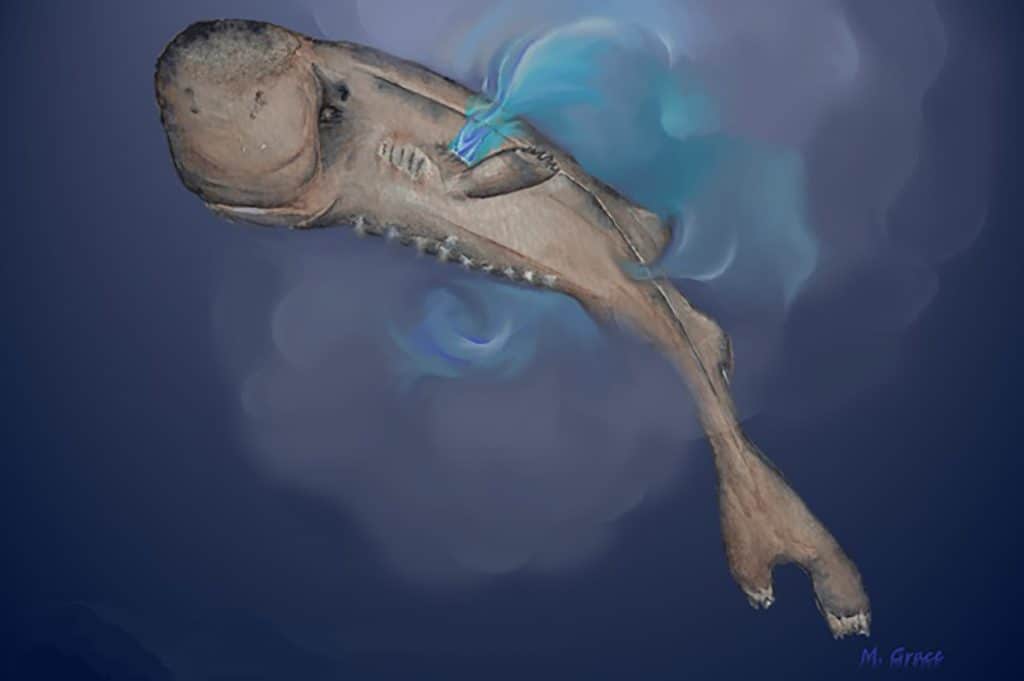 Basking Shark Animal Facts - Cetorhinus maximus - A-Z Animals