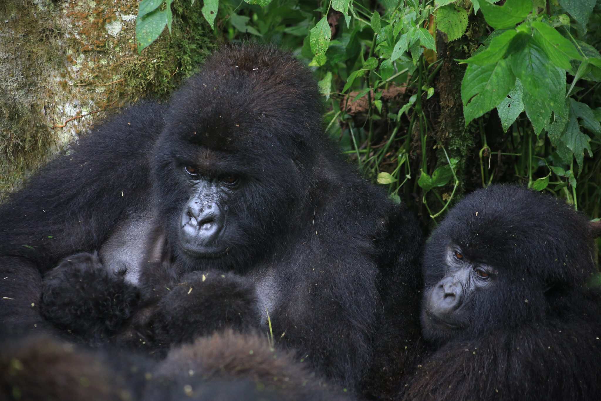 Age Of Independence - A-Z Animals