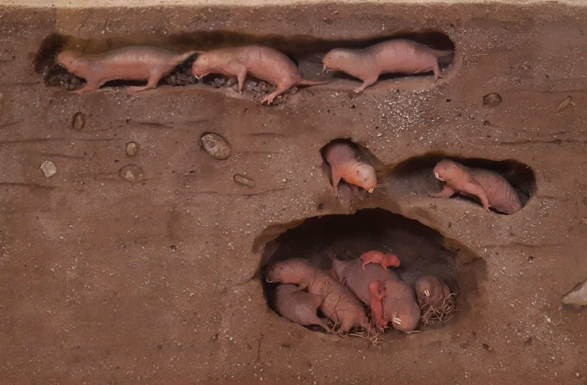 Why Only One Naked Mole-Rat in a Colony Gets to Reproduce - A-Z Animals