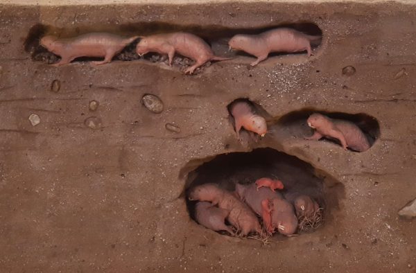 Why Only One Naked Mole-Rat in a Colony Gets to Reproduce - A-Z Animals