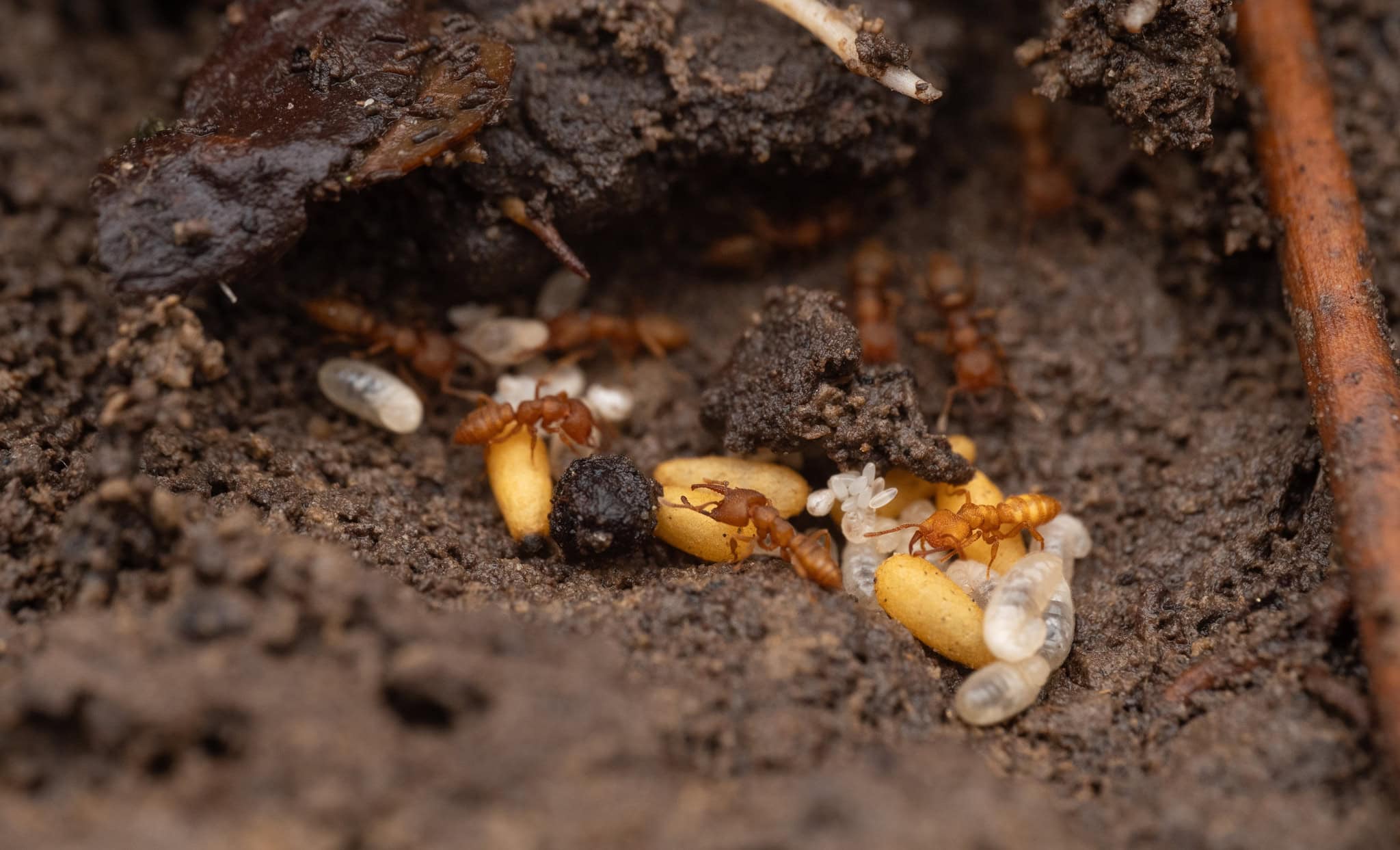 The Dracula Ant Has One of the Fastest Bites Ever Recorded in the ...