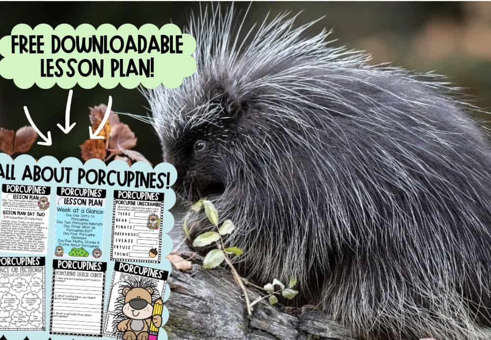 Porcupines in the Wild: A Free Unit Plan for Kids - A-Z Animals
