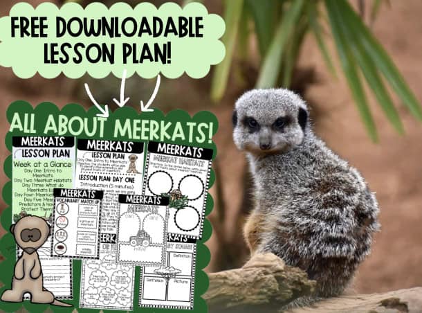 Free Feline Fun for Kids: A Cats Unit Plan for Kids - A-Z Animals