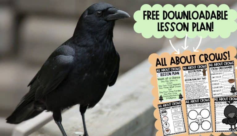 Free Feline Fun for Kids: A Cats Unit Plan for Kids - A-Z Animals