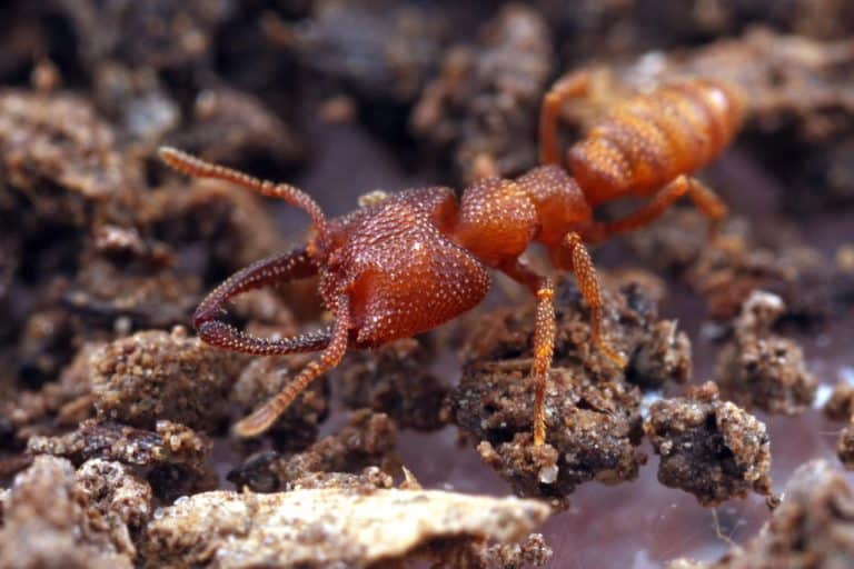 The Dracula Ant Has One of the Fastest Bites Ever Recorded in the ...