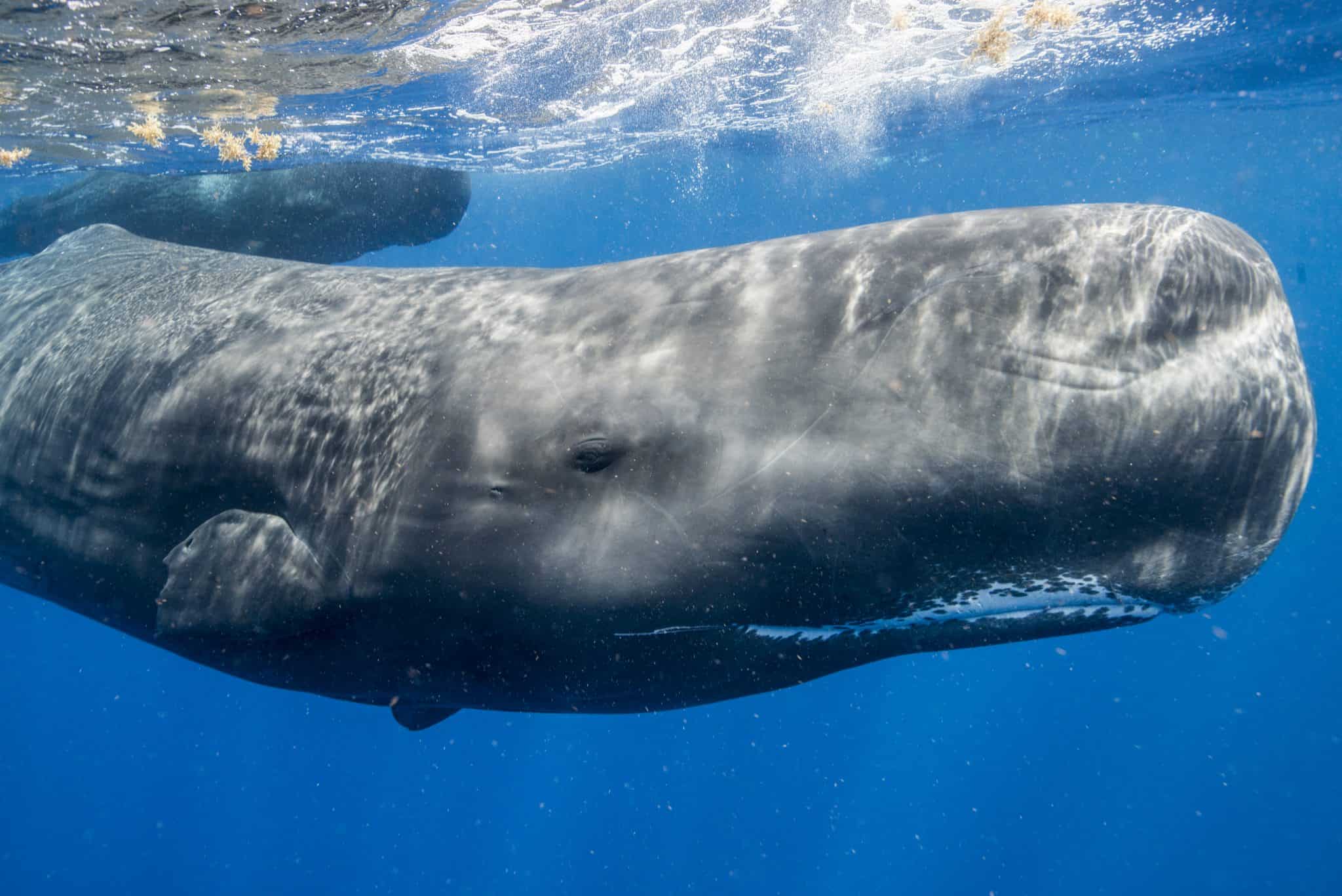Sperm Whales Have Been Speaking for Centuries. We’re Finally Listening ...