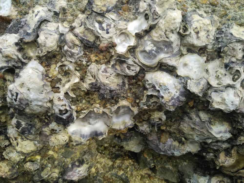 Why Britain Is releasing 15 Million Oysters into the North Sea - A-Z ...