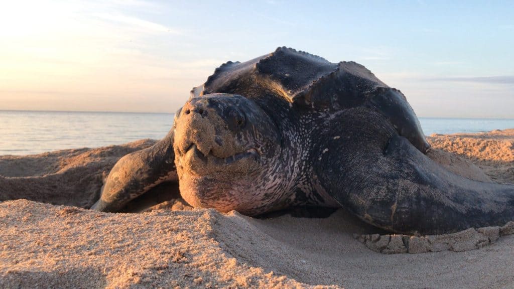 Inside the Life of the 2,000-Pound Leatherback Sea Turtle - A-Z Animals
