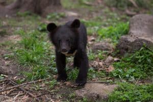 These Moon Bear Cubs Were Rescued Just Hours Before Being Sold Online ...