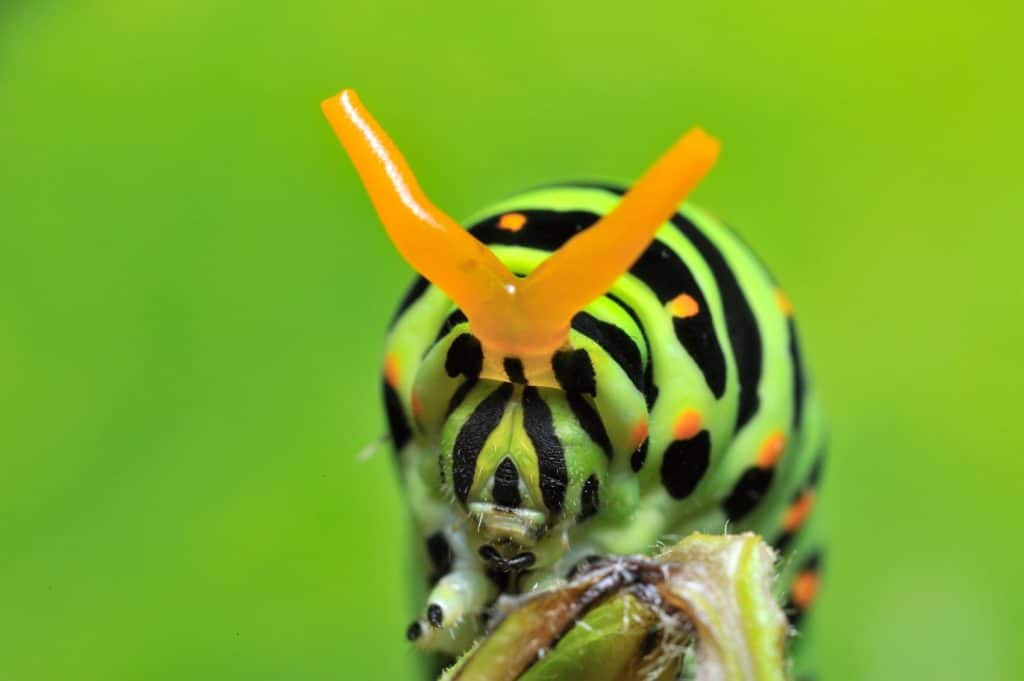 The Hidden Chemical Weapon Inside a Caterpillar's Head - A-Z Animals