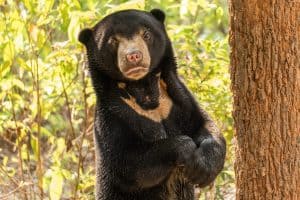 These Moon Bear Cubs Were Rescued Just Hours Before Being Sold Online ...