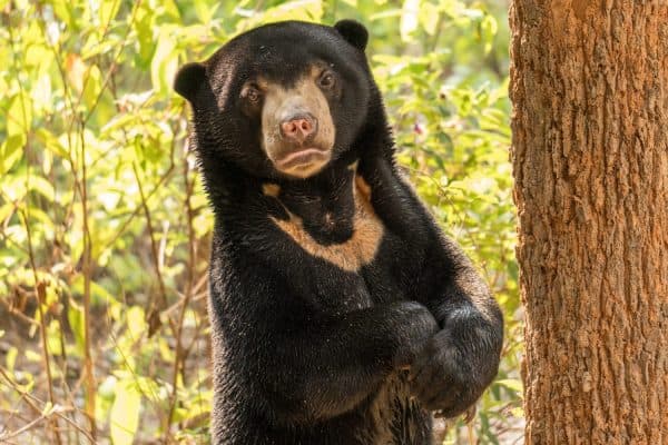 These Moon Bear Cubs Were Rescued Just Hours Before Being Sold Online ...