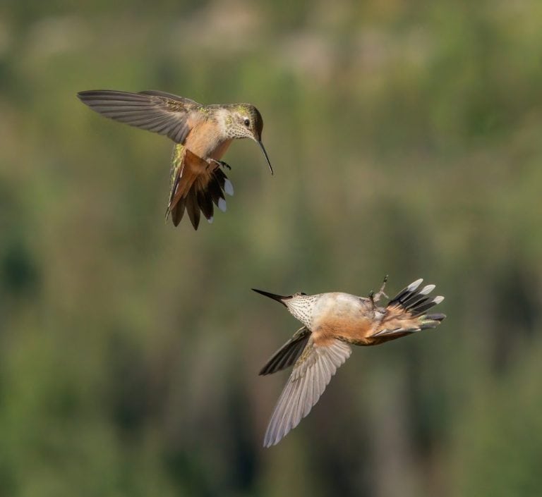 How Hummingbirds Perform Impossible Looking Aerial Moves - A-Z Animals