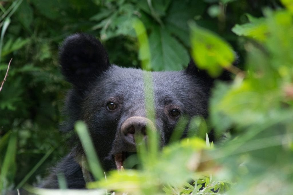 These Moon Bear Cubs Were Rescued Just Hours Before Being Sold Online ...