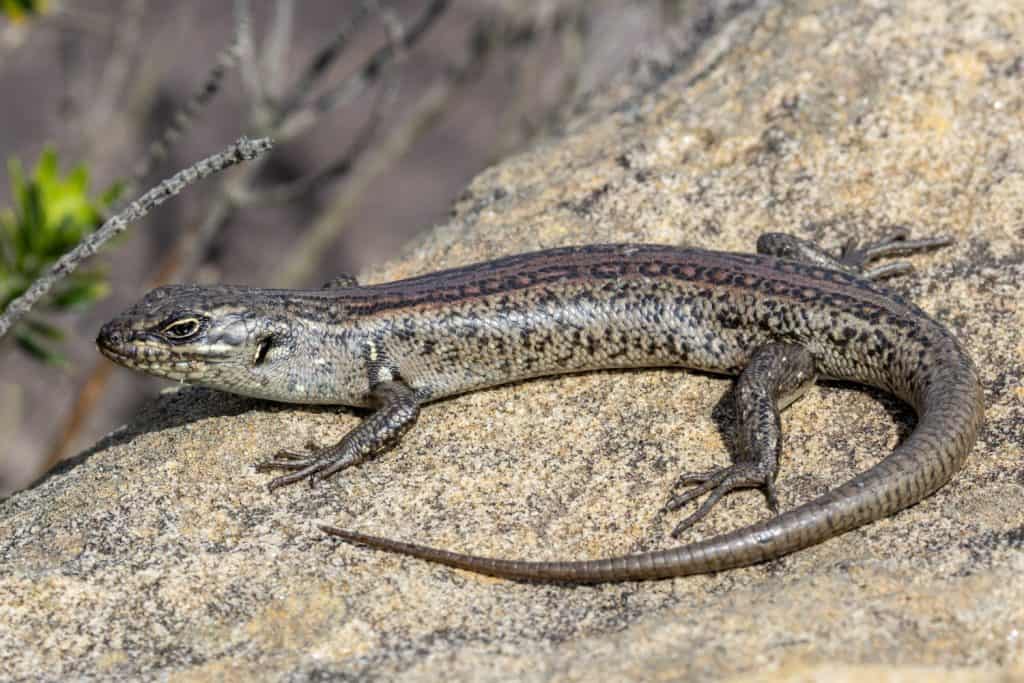 Australia's Rarest Reptile Was Misidentified for 25 Years and Is Nearly ...