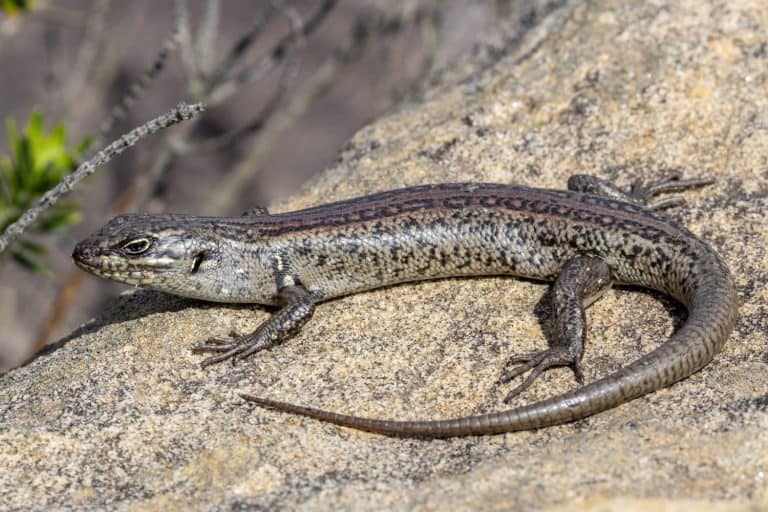 Australia's Rarest Reptile Was Misidentified for 25 Years and Is Nearly ...