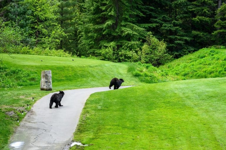 Mother Brown Bear Defends Her Cubs on a Snowy Mountain Road - A-Z Animals