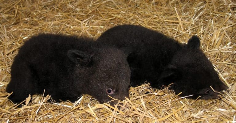 These Moon Bear Cubs Were Rescued Just Hours Before Being Sold Online ...