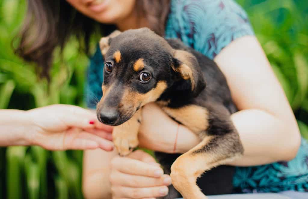 How to Help a Nervous Dog Feel Safe and Comfortable in a New Home - A-Z ...