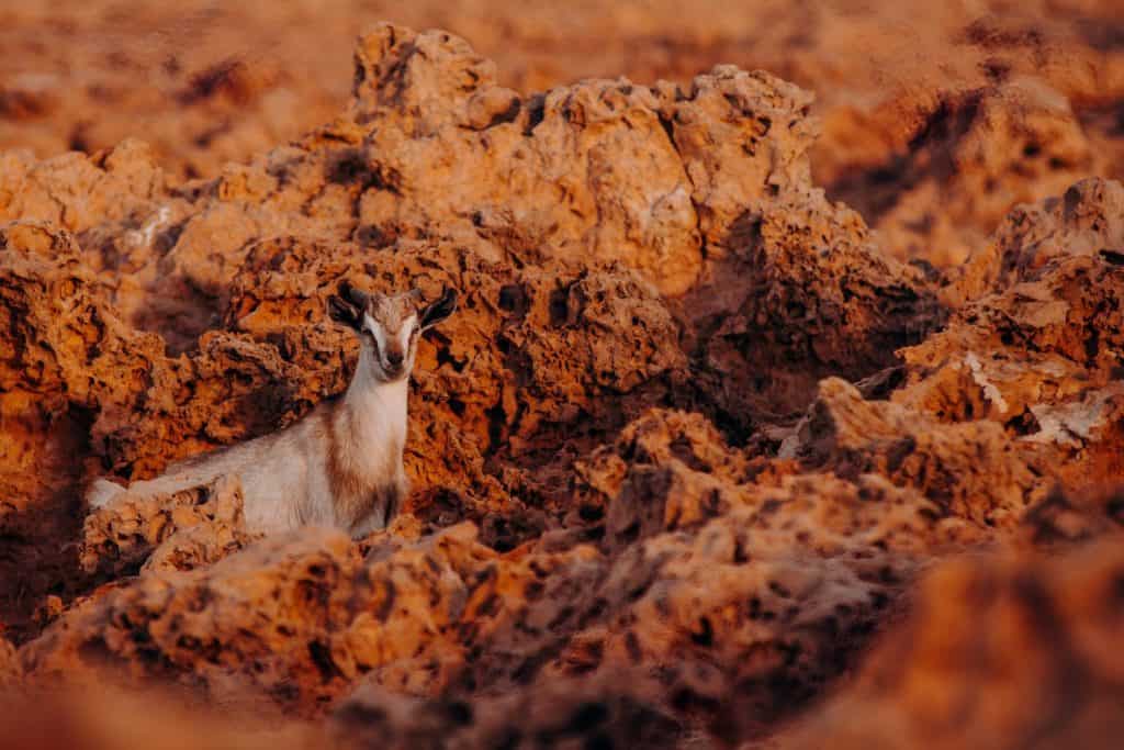 Australia's Rarest Reptile Was Misidentified for 25 Years and Is Nearly ...