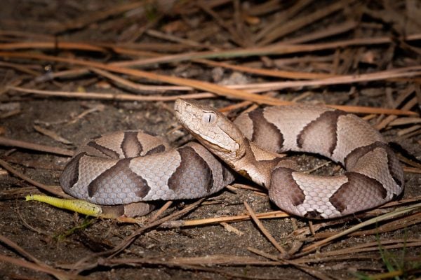 When Does Baby Copperhead Season Start? - A-Z Animals