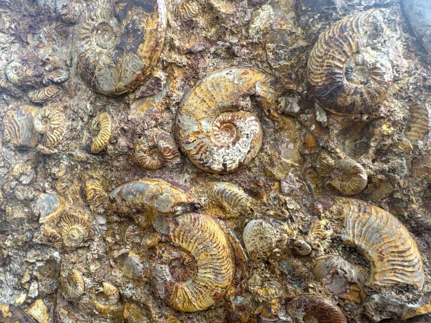 Scientists Thought This Was the Oldest Octopus Until They Found ...