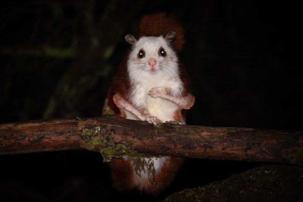 This Giant Squirrel Glides Through Trees Like Something Out of a ...