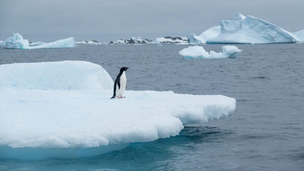Antarctica’s Most Iconic Penguin Is Now Endangered - A-Z Animals