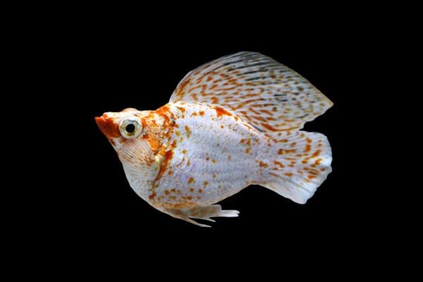 Molly Animal Facts - Poecilia sphenops - A-Z Animals