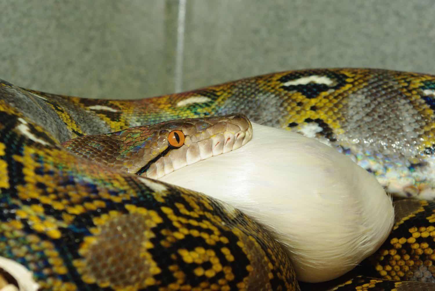 That Massive Snake Video Is Real, But Everyone Got the Species Wrong ...