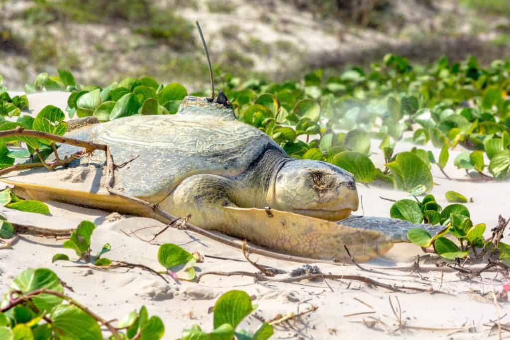 11 Sea Turtles Get a Second Shot at Life in the Wild - A-Z Animals