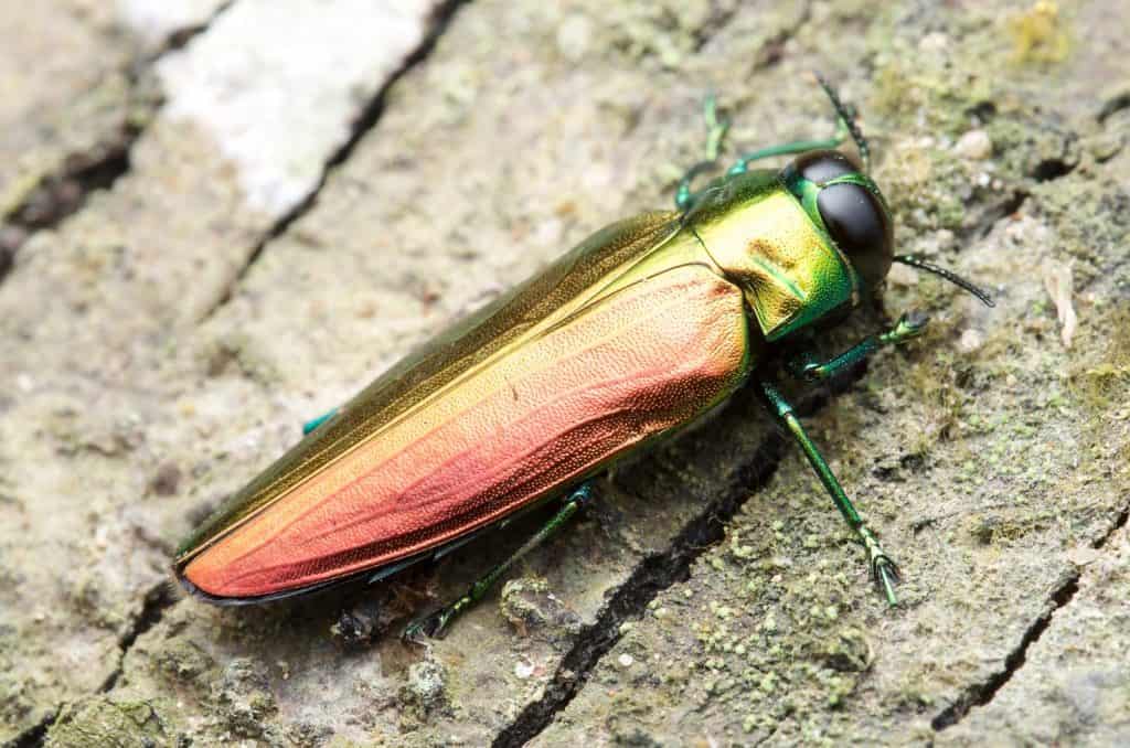 How to Tell If Emerald Ash Borers Are Killing Your Trees Before It’s ...