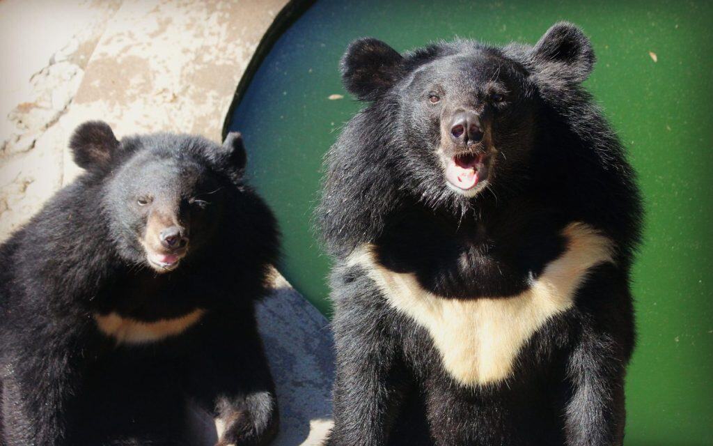 These Moon Bear Cubs Were Rescued Just Hours Before Being Sold Online ...