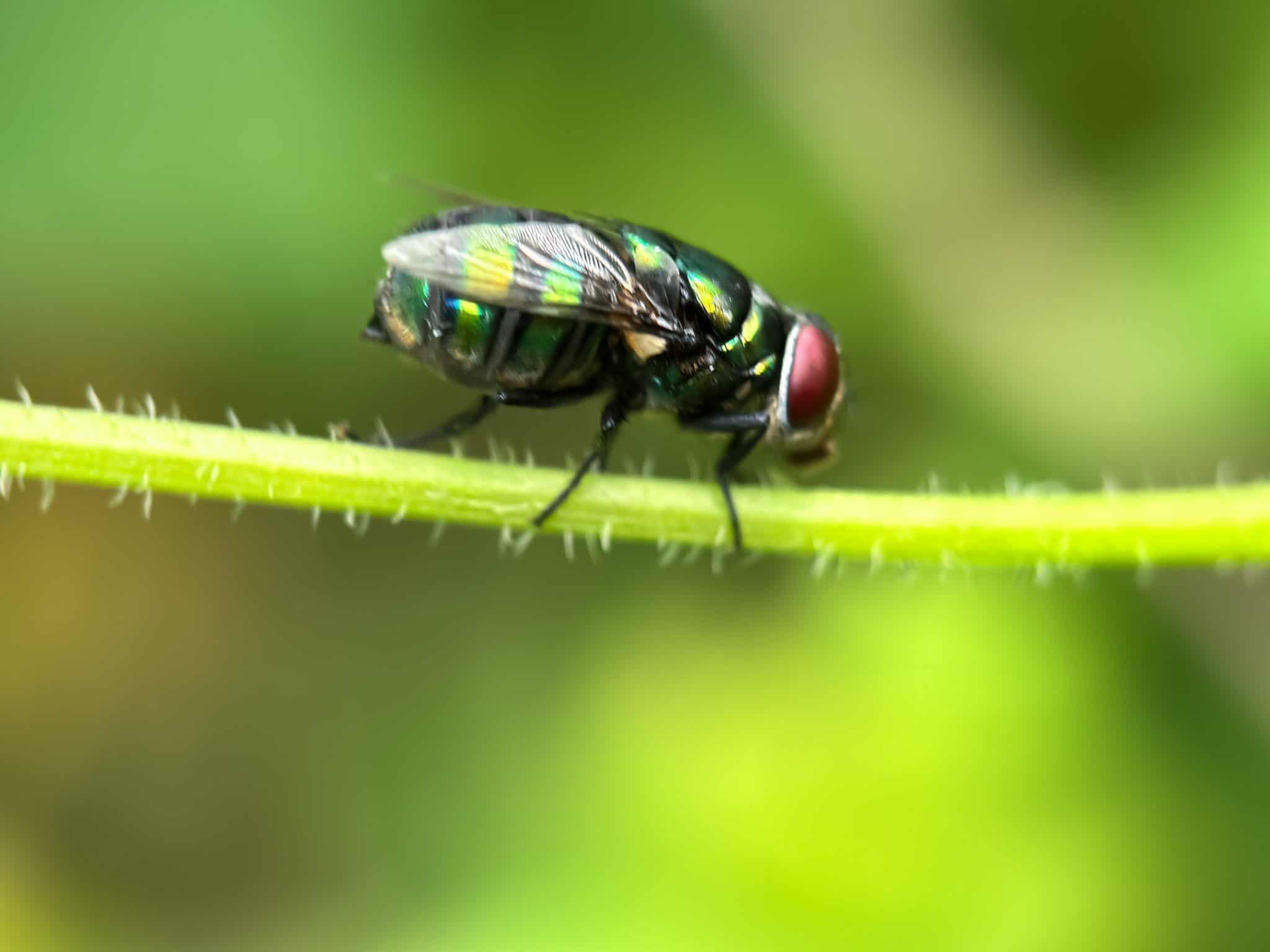 This Brood Parasite’s Superpowered Neck Helps It Hijack Foster Parents ...