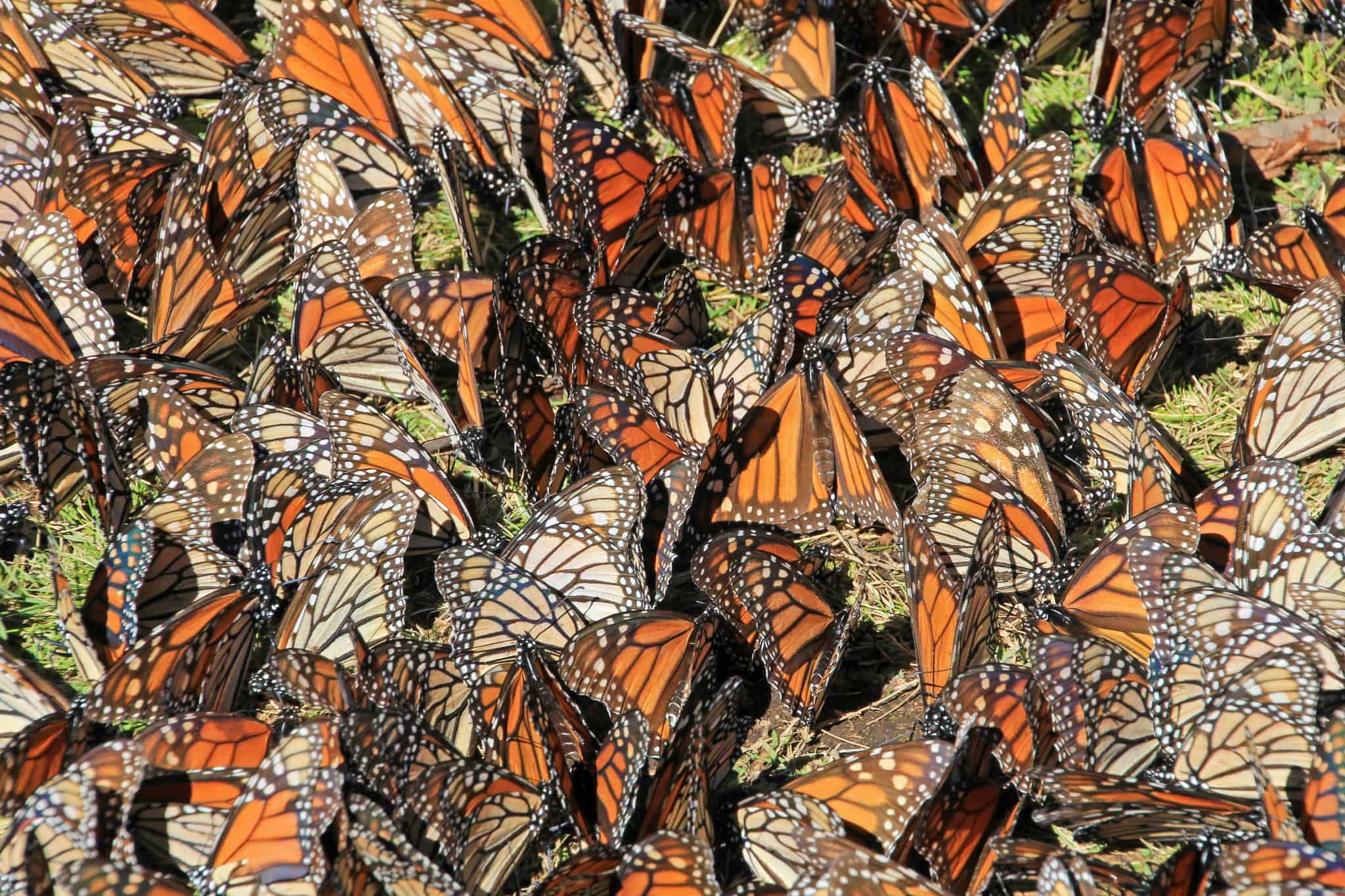 21 Million Butterflies Live In One Small Spot - A-Z Animals