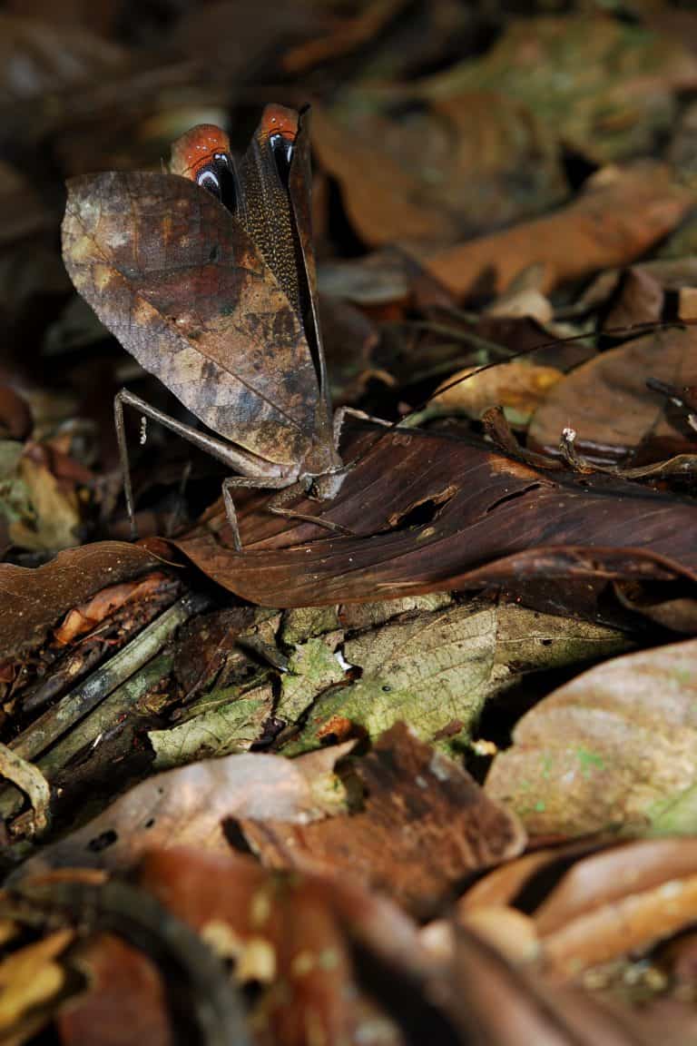 Why This Katydid's Stunning Beauty Is Actually a Survival Weapon - A-Z ...