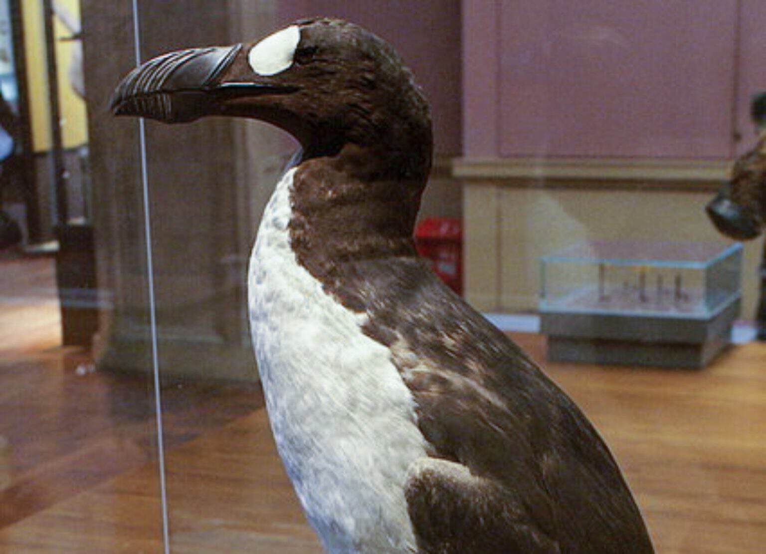 The Arctic Penguin Humans Hunted to Extinction in 300 Years - A-Z Animals