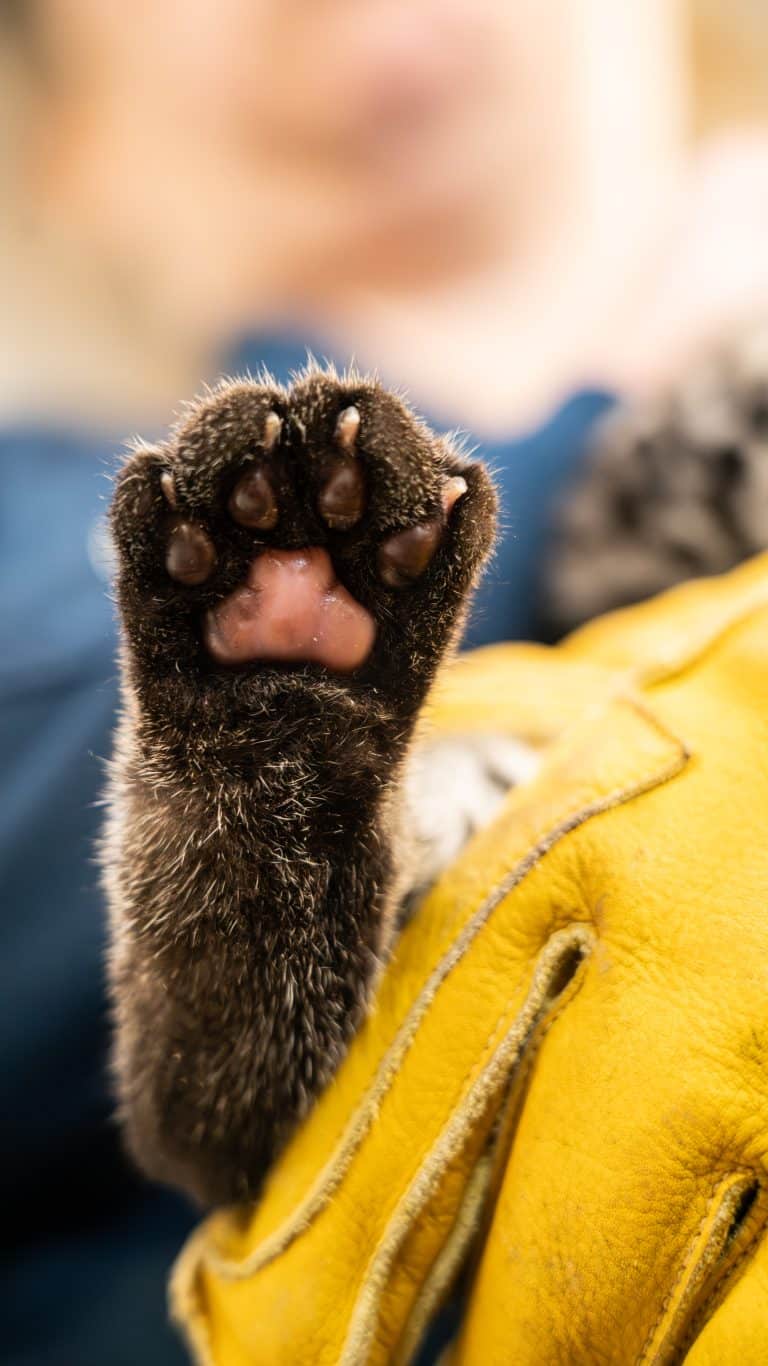 This Ocelot Kitten’s Birth Defied the Odds - A-Z Animals