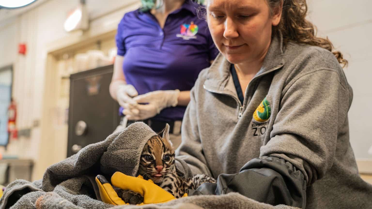 This Ocelot Kitten’s Birth Defied the Odds - A-Z Animals