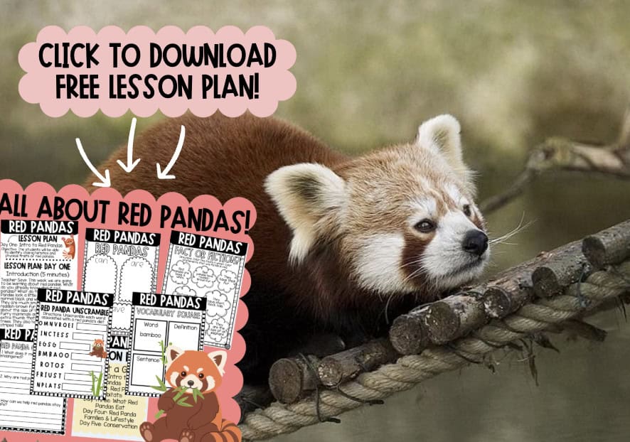 Ready, Set, Panda! A Free Unit Plan On Red Pandas for Kids - A-Z Animals