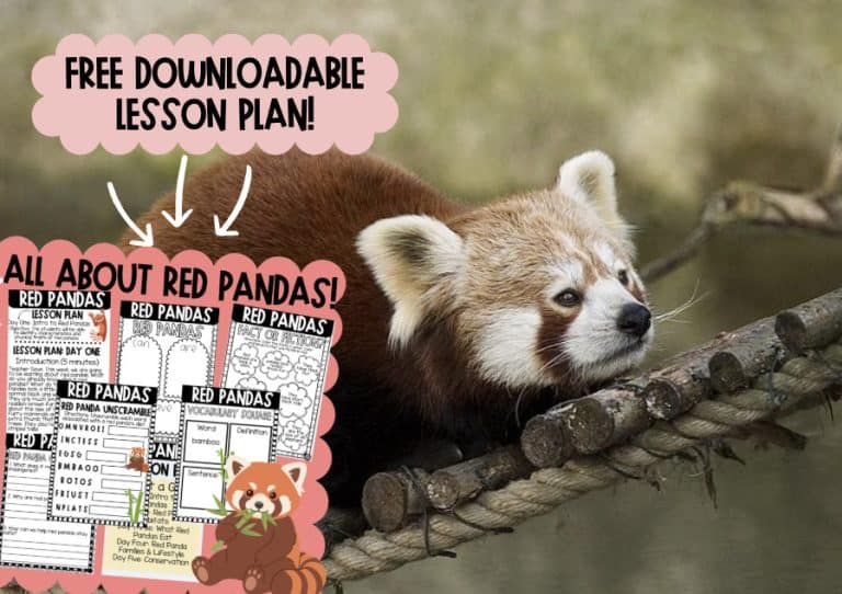 Free Feline Fun for Kids: A Cats Unit Plan for Kids - A-Z Animals