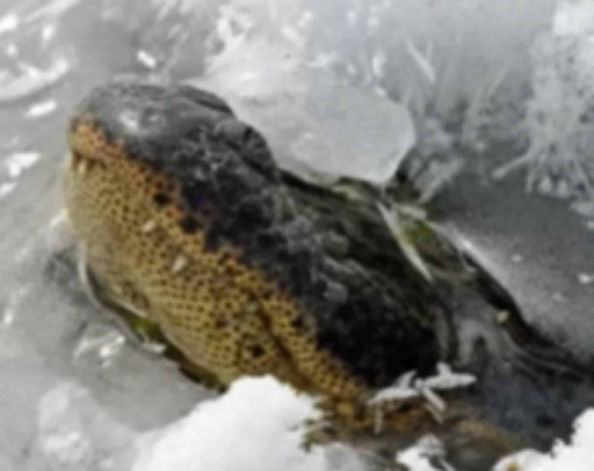 The Incredible Way Alligators Freeze in Ice and Survive - A-Z Animals
