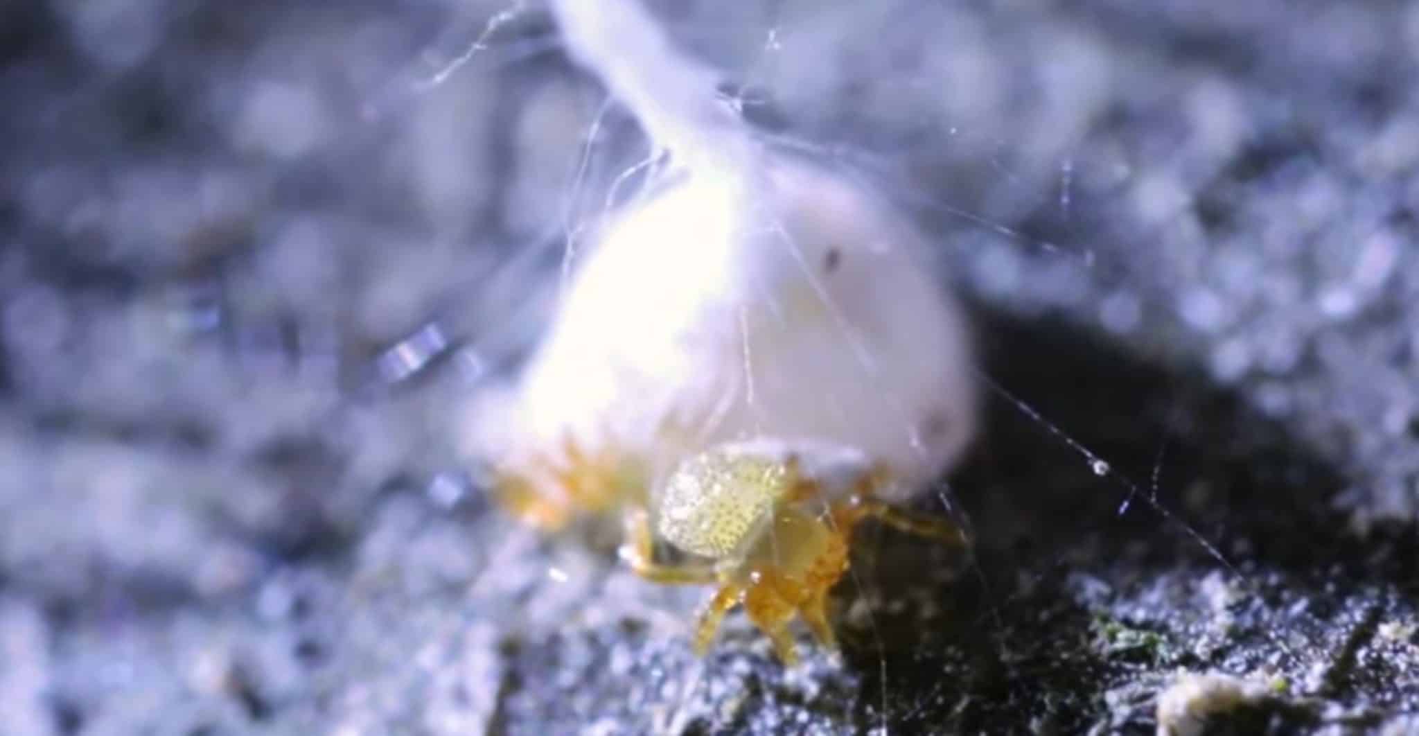 A Spider Builds Tiny Stonehenge Structures and No One Knows Why - A-Z ...
