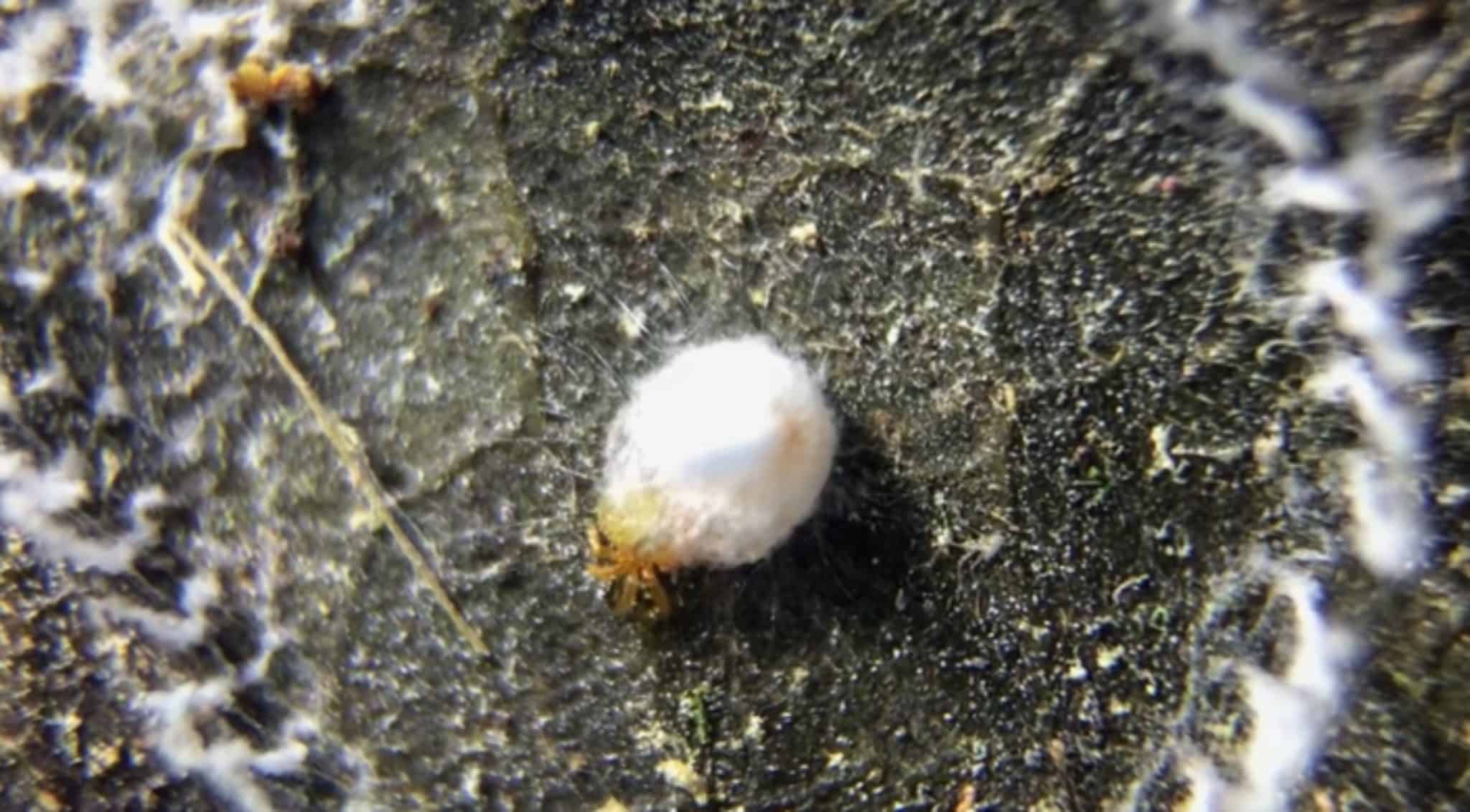 A Spider Builds Tiny Stonehenge Structures and No One Knows Why - A-Z ...