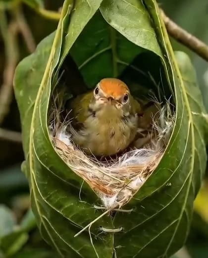 This Bird Uses Its Beak as a Needle to Sew Its Nest - A-Z Animals