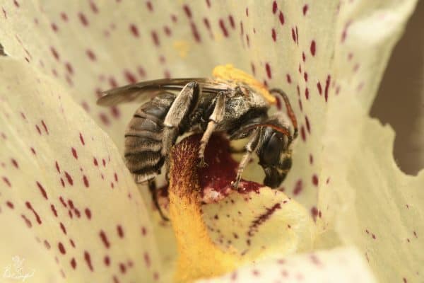 Chigger Animal Facts - Trombiculidae - A-Z Animals